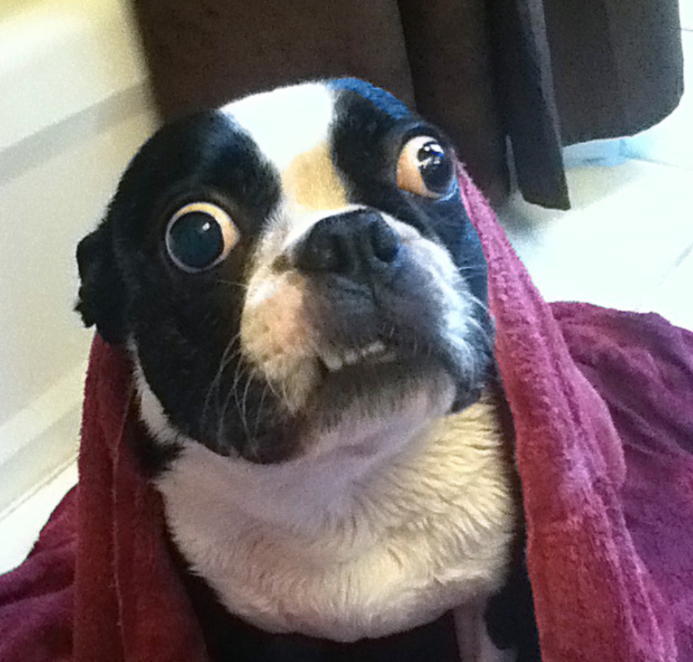 Anxiety in Animals - How YOU Can Help as an Owner – Hearty Pet