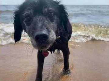 The Best Last Day. – Hearty Pet