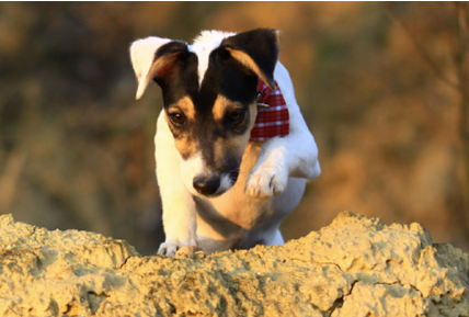 A Day at the JRTCA National Trials: A Celebration of Jack Russell Terr ...